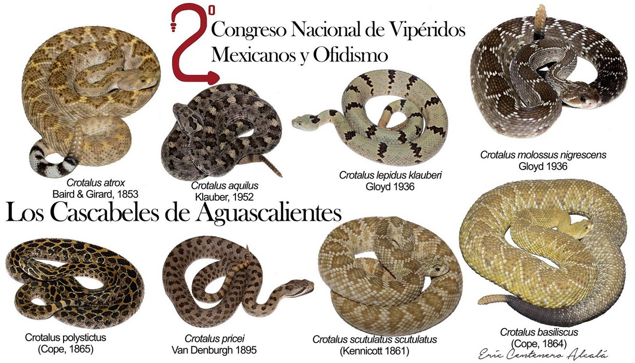 México, una nación preocupada por la conservación de los vipéridos ...