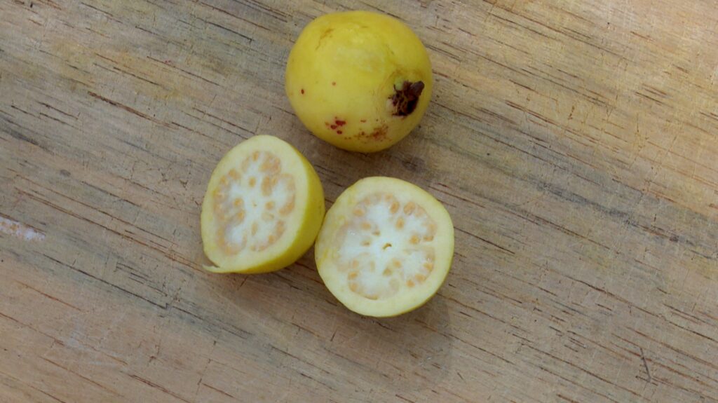 Guayaba de Calvillo: UAA contribuye para la obtención de la “Indicación ...